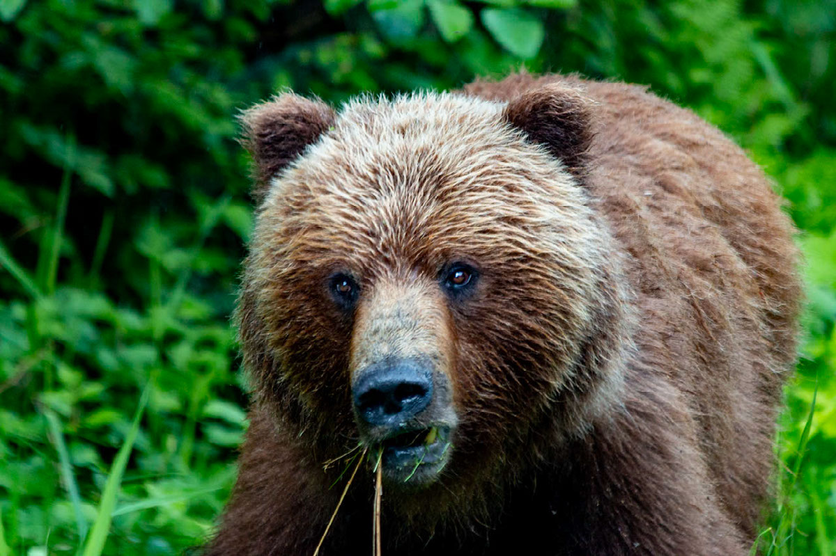 Brown Bear | Edit | Photoshop Lightroom