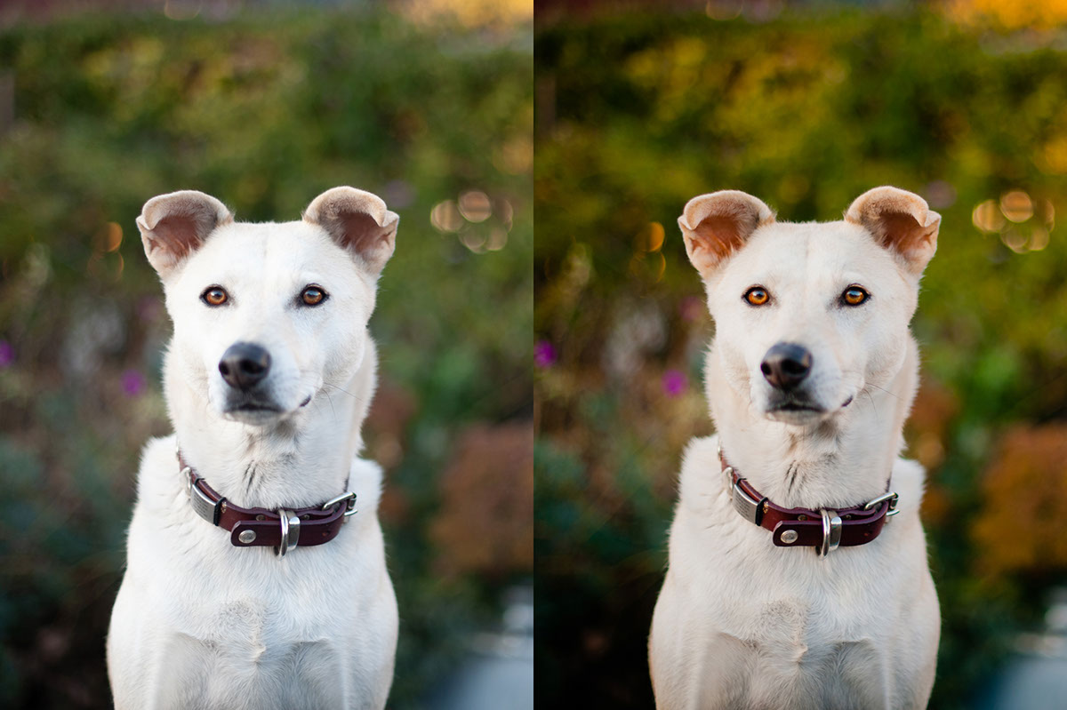Enhancing Color and Contrast when Photographing White Dogs | Tutorial ...