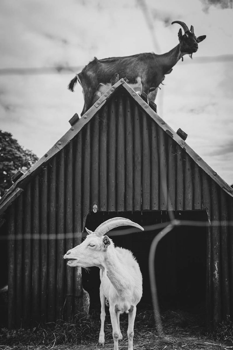 Goats | Edit | Photoshop Lightroom