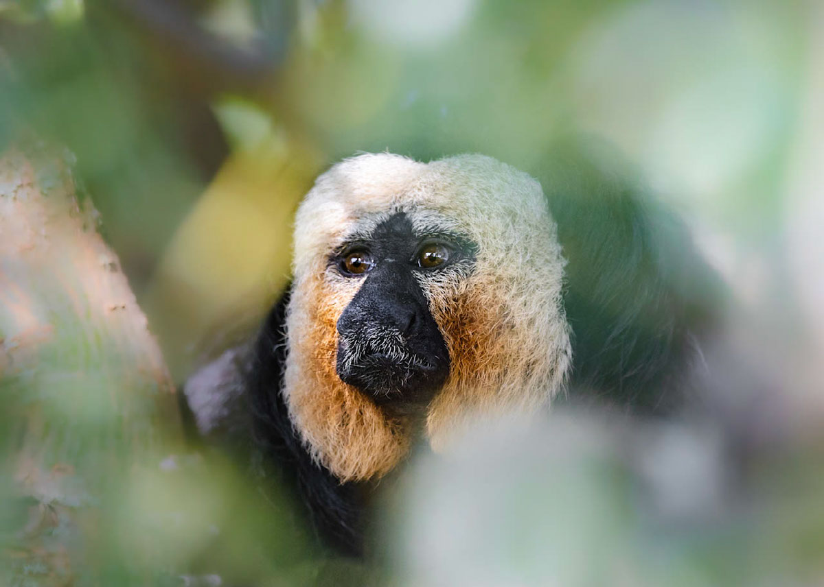 Saki Monkey | Edit | Photoshop Lightroom