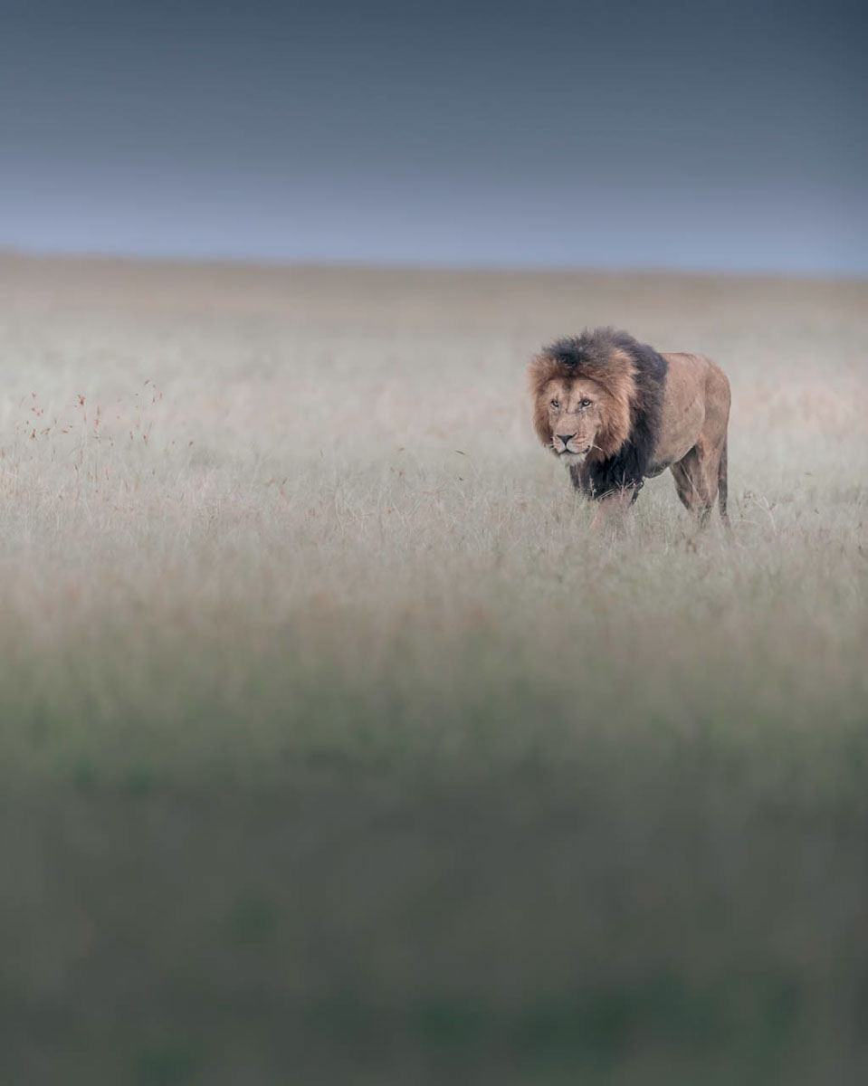 Lion edit with soft color | Edit | Photoshop Lightroom