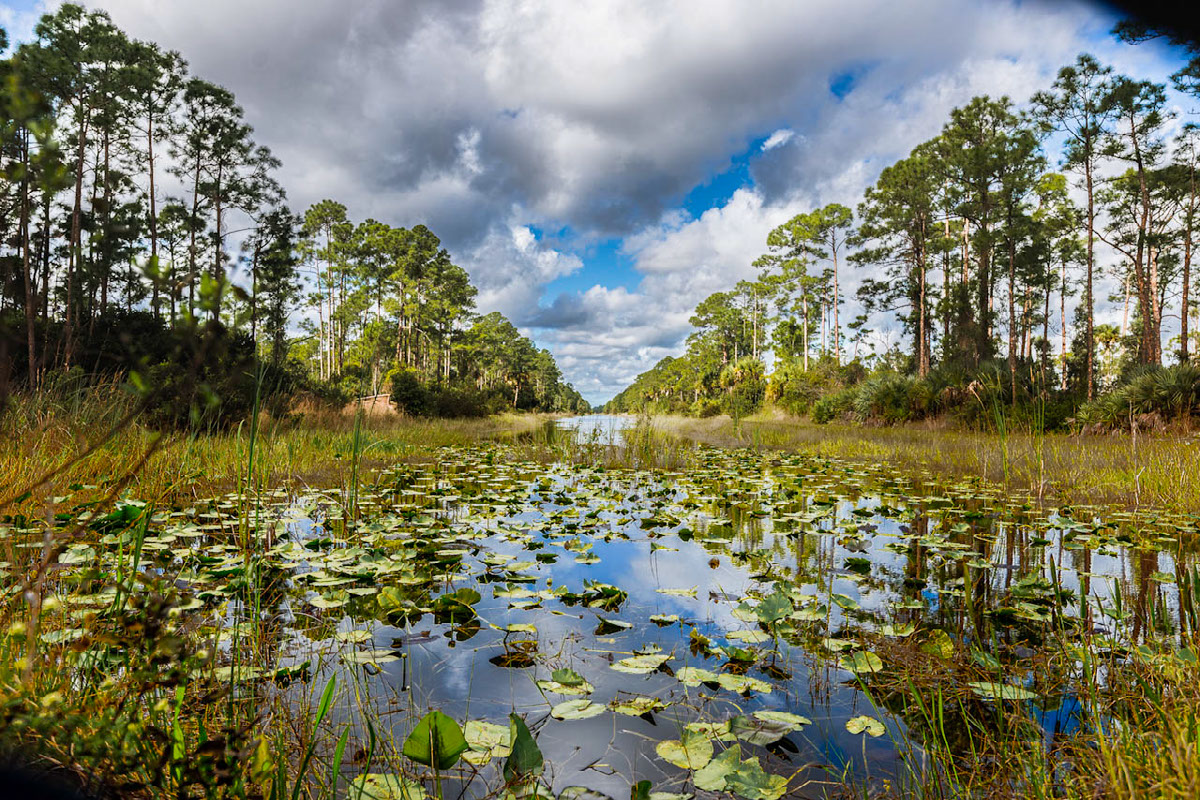 Swamp blues | Edit | Photoshop Lightroom