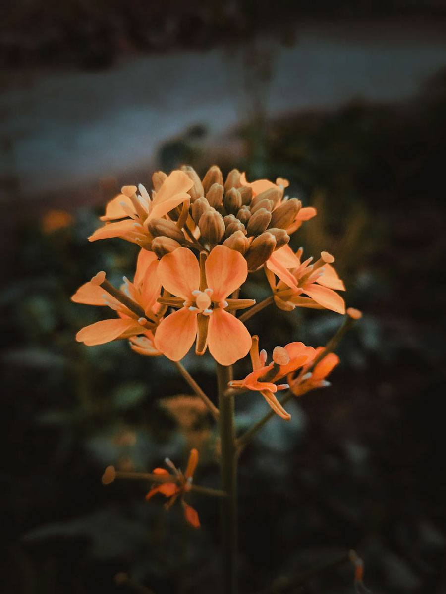 Some enhancement | Edit | Photoshop Lightroom