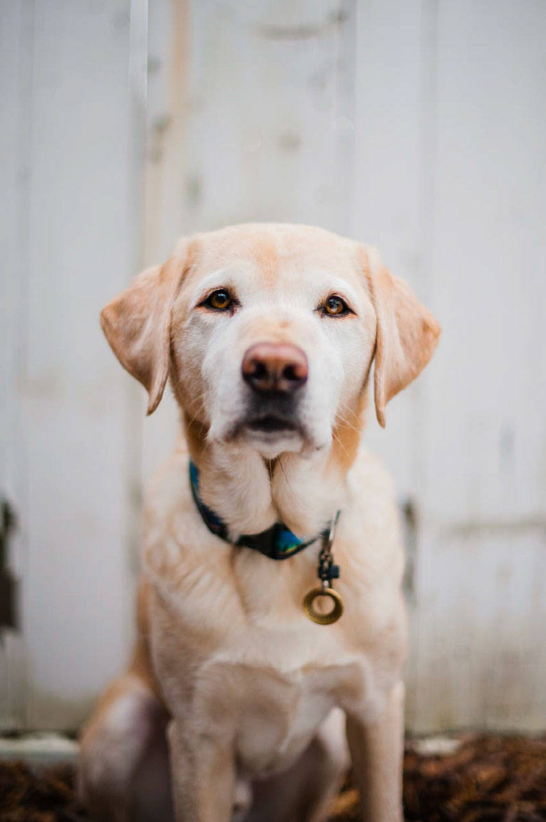 Filling Shadows and Elevating Range in Low Contrast Image | Edit ...