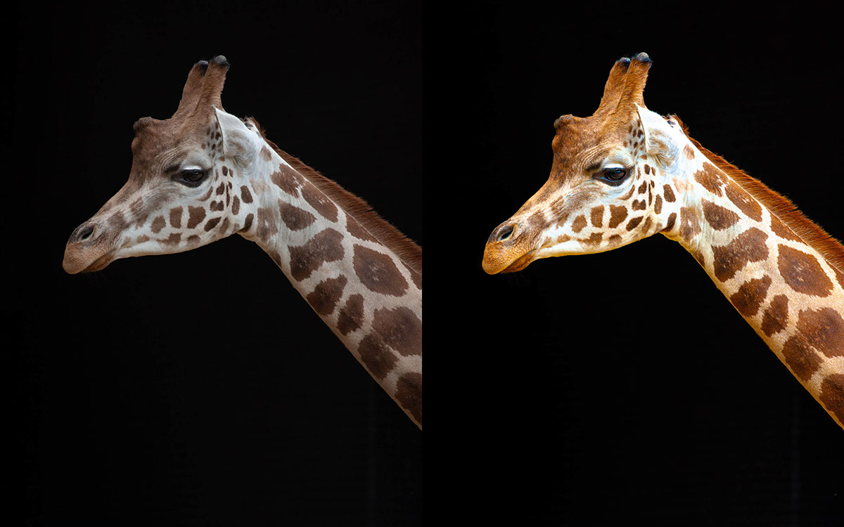 Improve Color Saturation | Tutorial | Adobe Lightroom