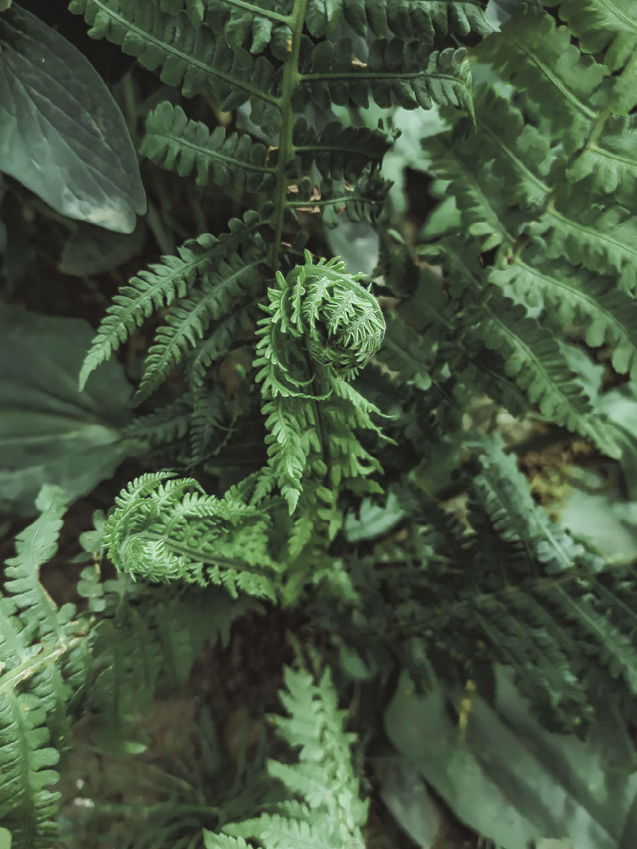 Fern leaves | Edit | Photoshop Lightroom