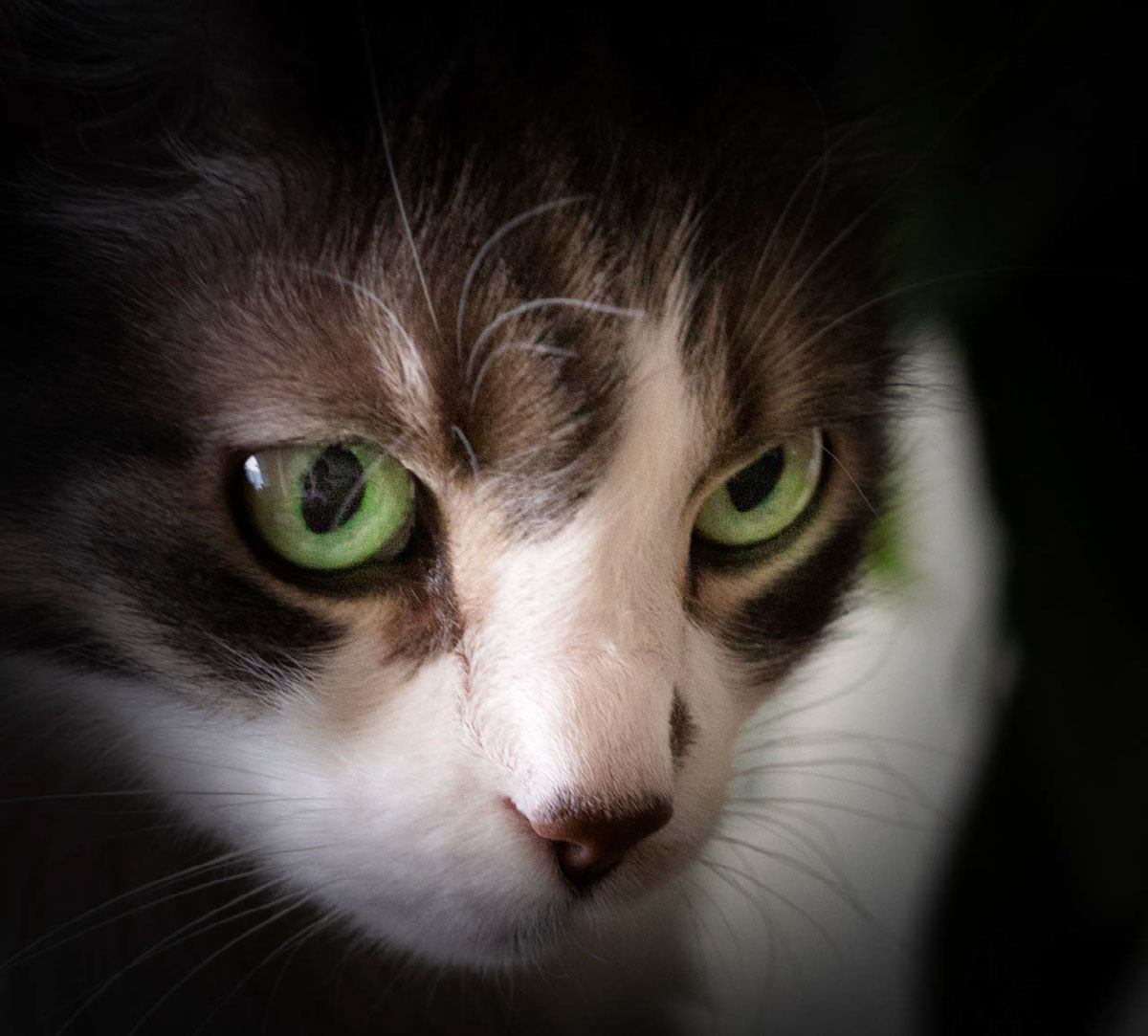 Cat | Edit | Photoshop Lightroom