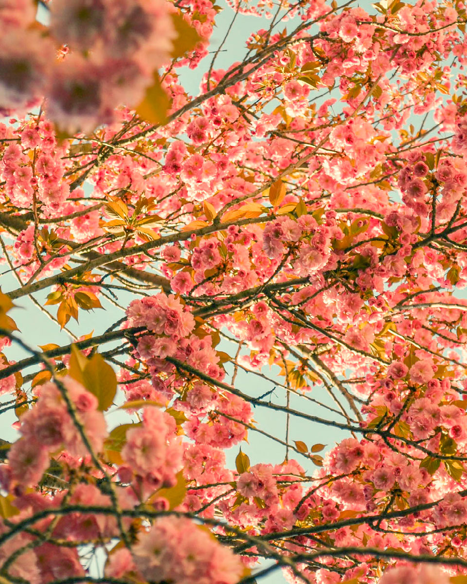 Spring | Edit | Photoshop Lightroom