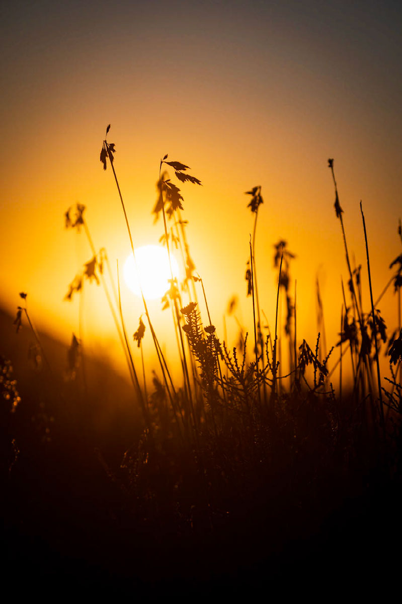 Morning Glow | Edit | Photoshop Lightroom
