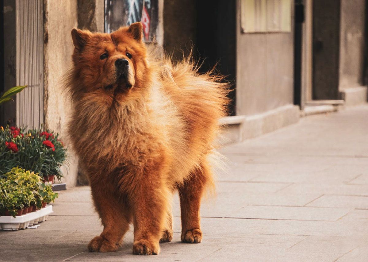 Chow Bella | Edit | Photoshop Lightroom