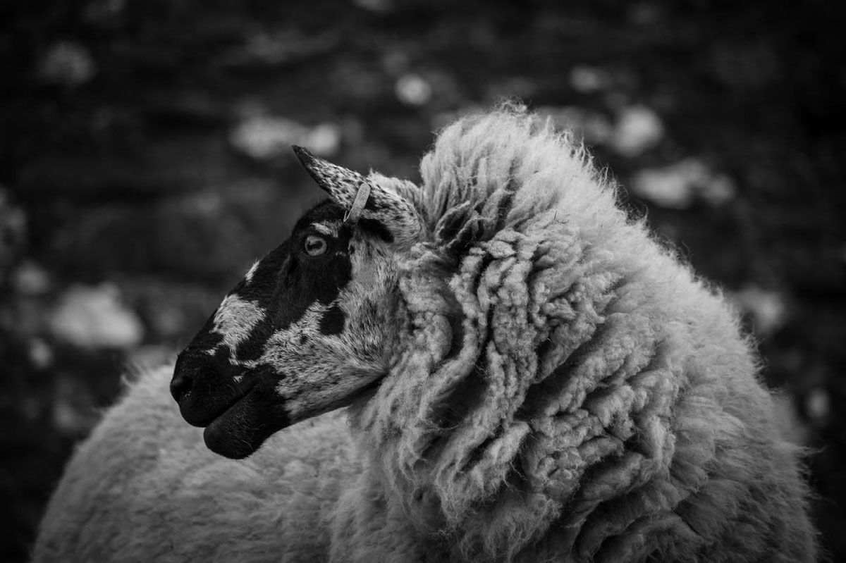 The Black (and White) Sheep | Edit | Photoshop Lightroom
