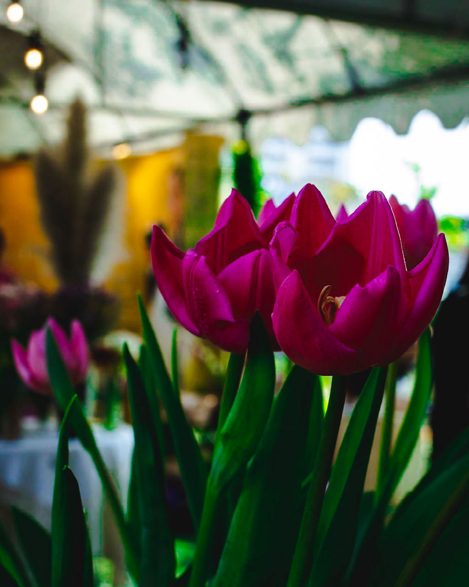 Flower | Edit | Photoshop Lightroom
