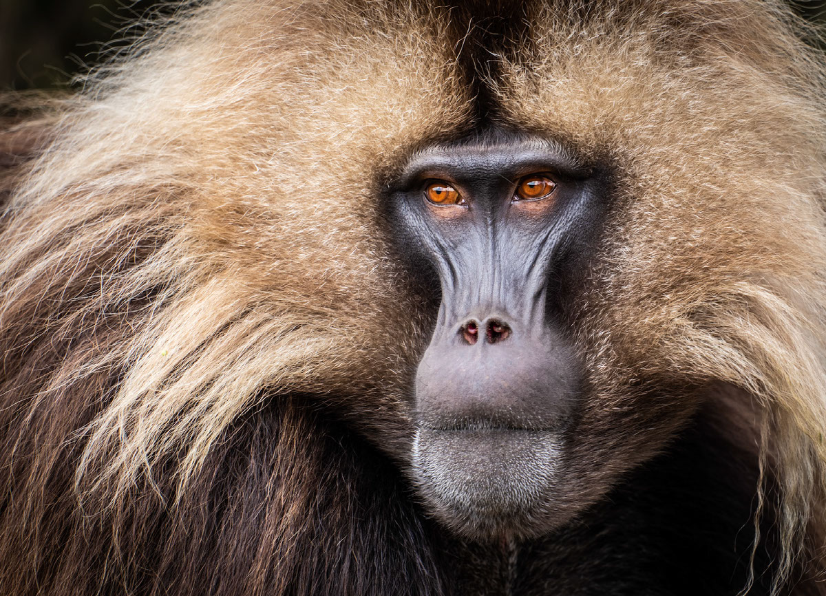 Chelada Monkey, Ethiopia | Edit | Photoshop Lightroom