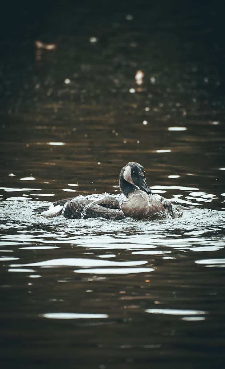 goose | Edit | Photoshop Lightroom