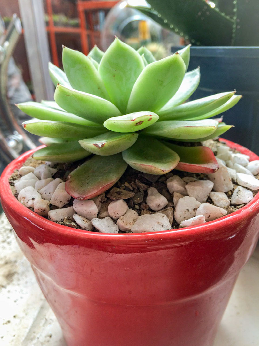 CAC | Edit | Photoshop Lightroom