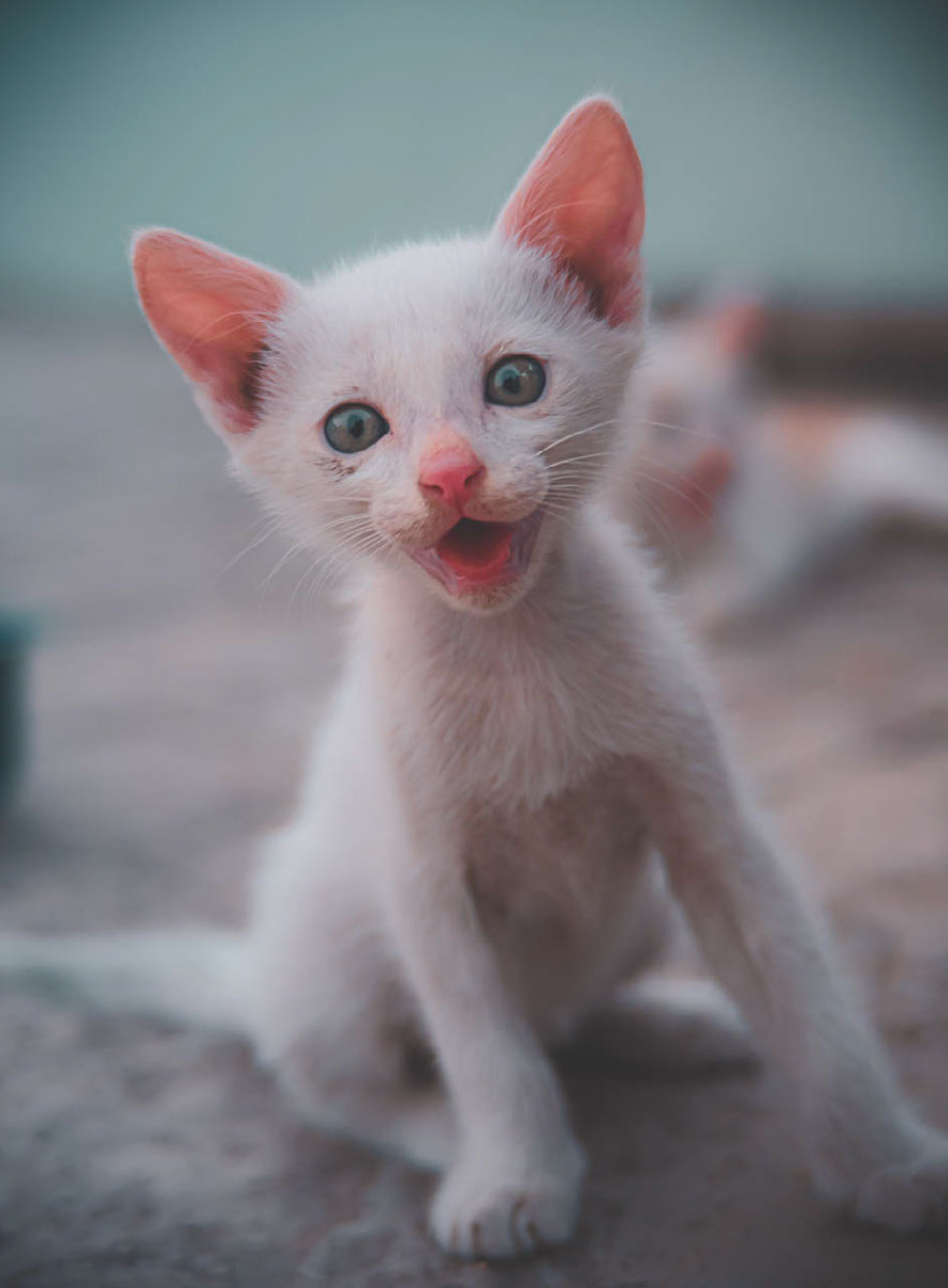 Happy kitten | Edit | Photoshop Lightroom
