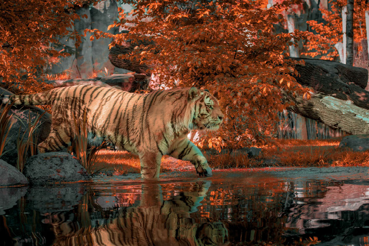 Tiger | Edit | Photoshop Lightroom