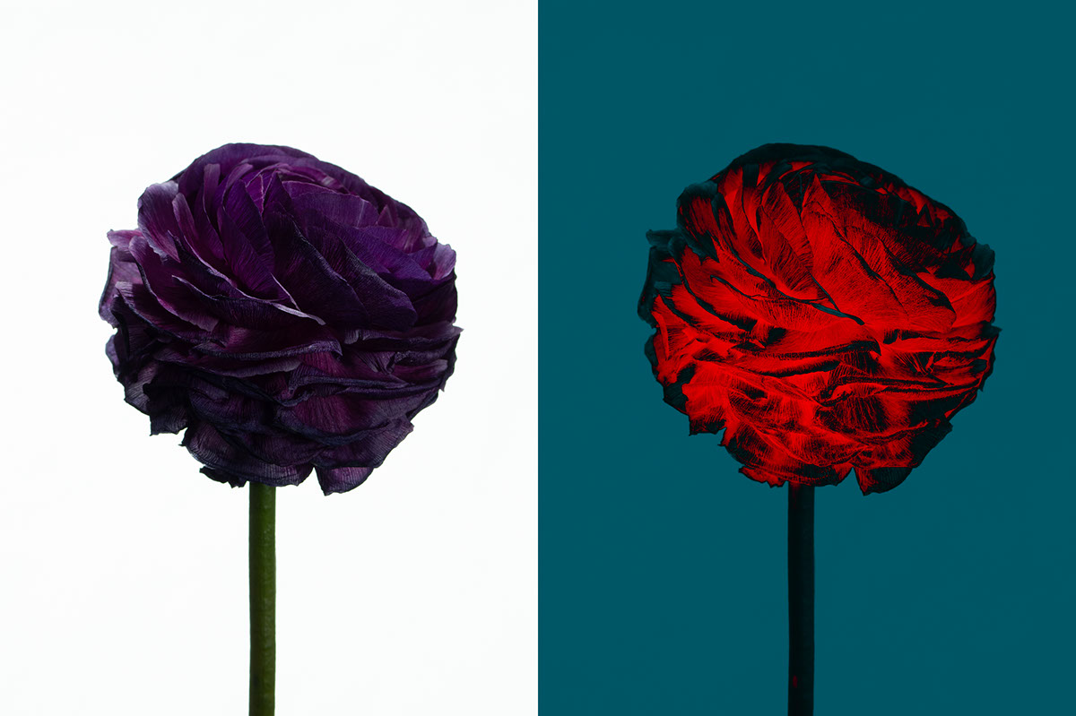 Creating a Solarized Look | Tutorial | Adobe Lightroom