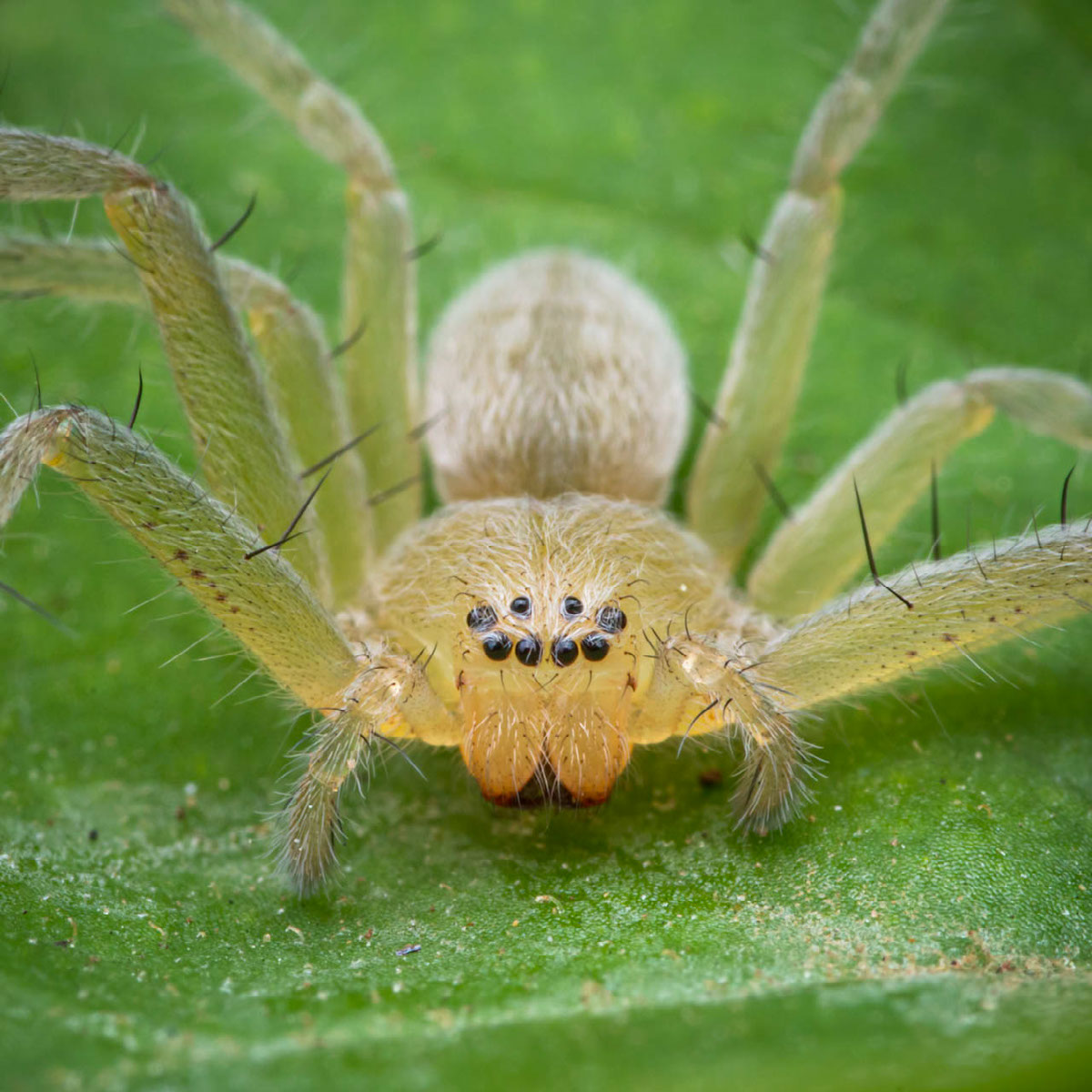 Closeup of a Baby Huntsman Spider | Edit | Photoshop Lightroom