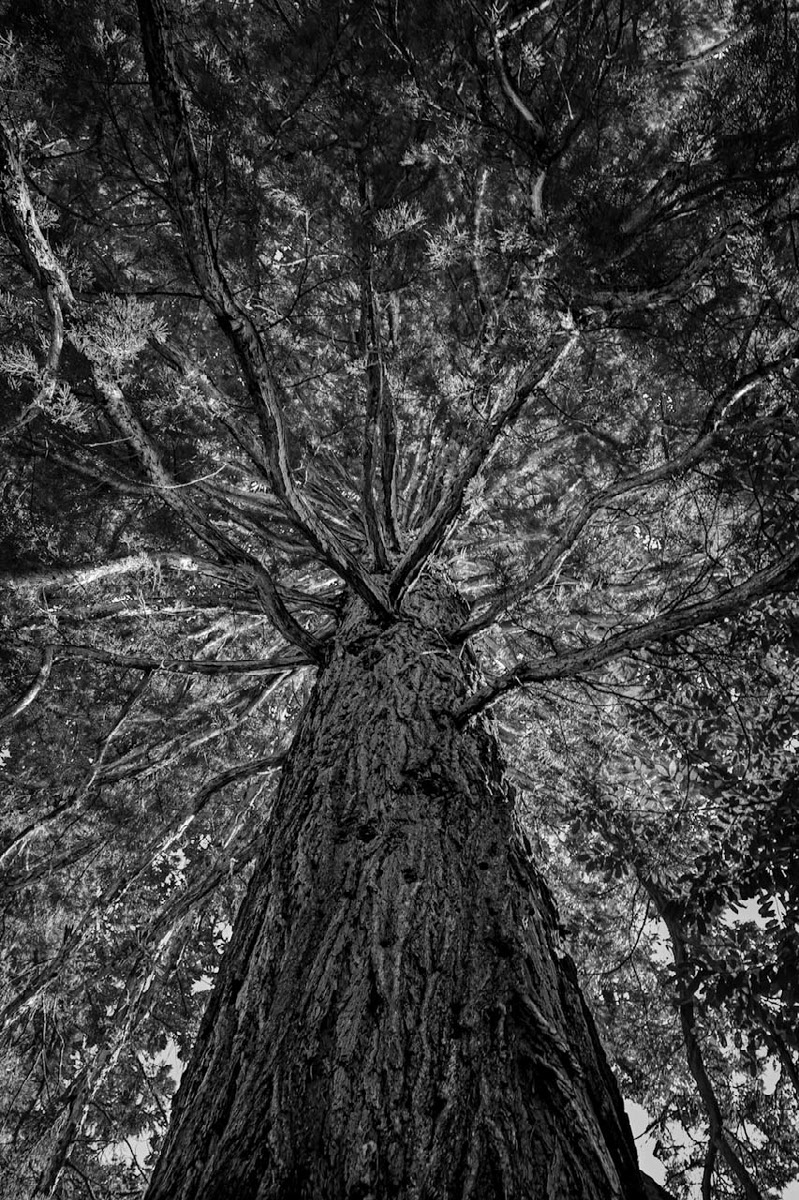 tree b/w | Edit | Photoshop Lightroom