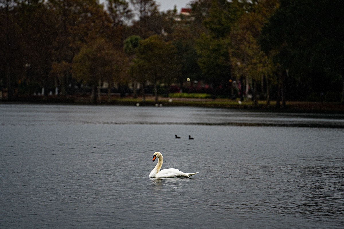 Swan Ronson | Remix | Photoshop Lightroom