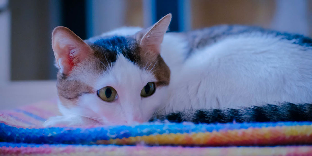 Cat | Edit | Photoshop Lightroom