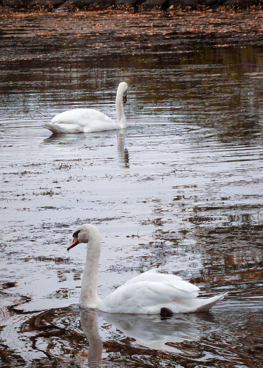 Swans in Autumn | Edit | Photoshop Lightroom