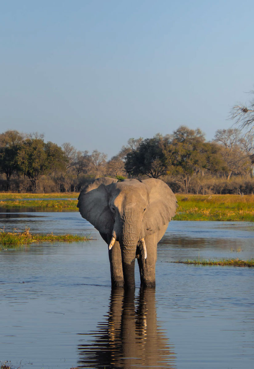 Elephant | Edit | Photoshop Lightroom
