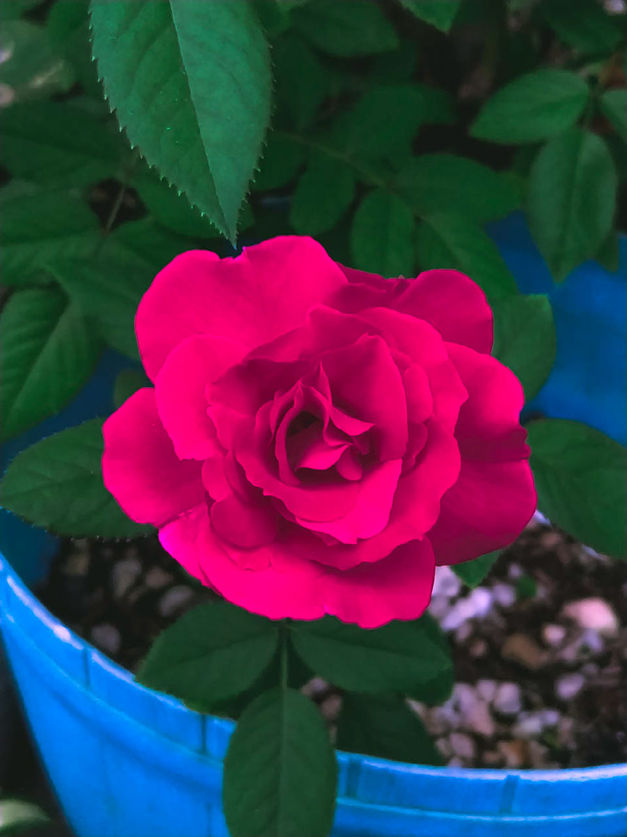 Rose | Edit | Photoshop Lightroom