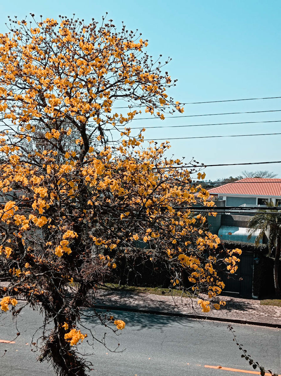 Ipê three in Monday | Edit | Photoshop Lightroom