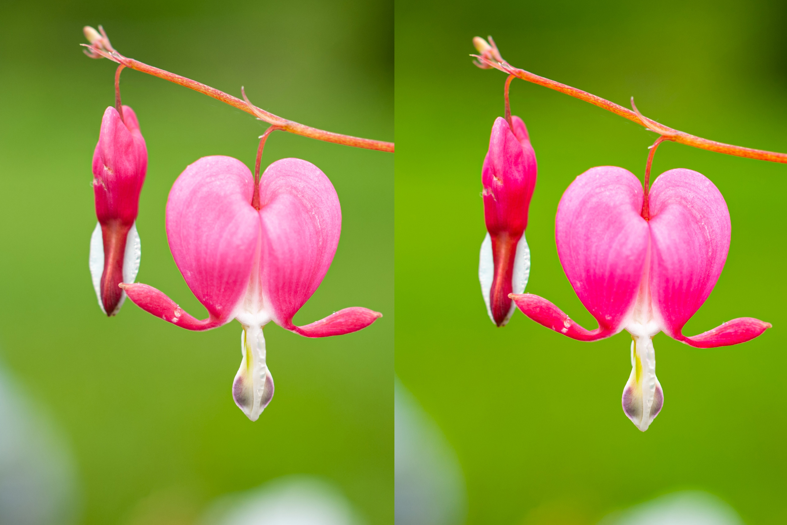 Saturation | Tutorial | Adobe Lightroom