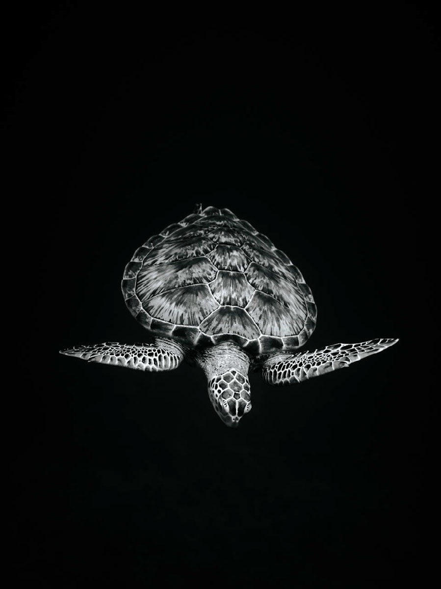 Monochrome Turtle | Edit | Photoshop Lightroom