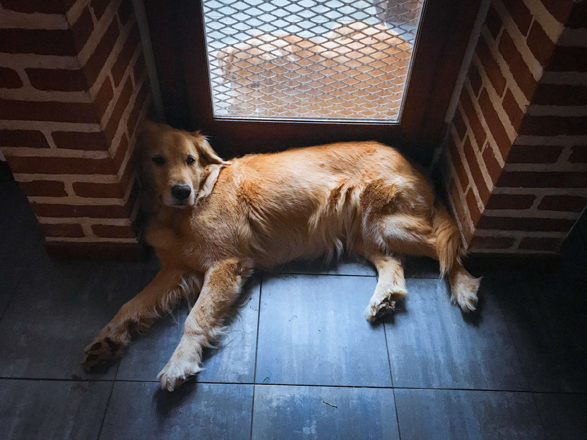 dogs | Edit | Photoshop Lightroom