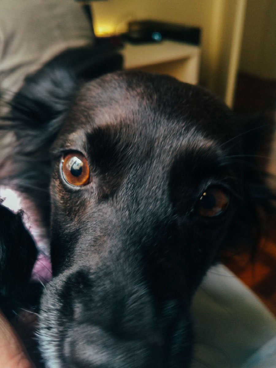 Sheila_dog | Edit | Photoshop Lightroom