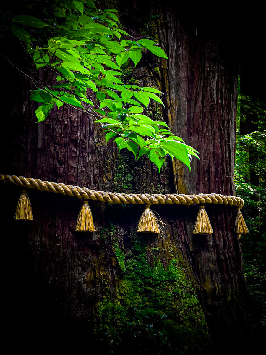 IBARAKI HITACHI - OIWA JINJA SHRINE | Edit | Photoshop Lightroom