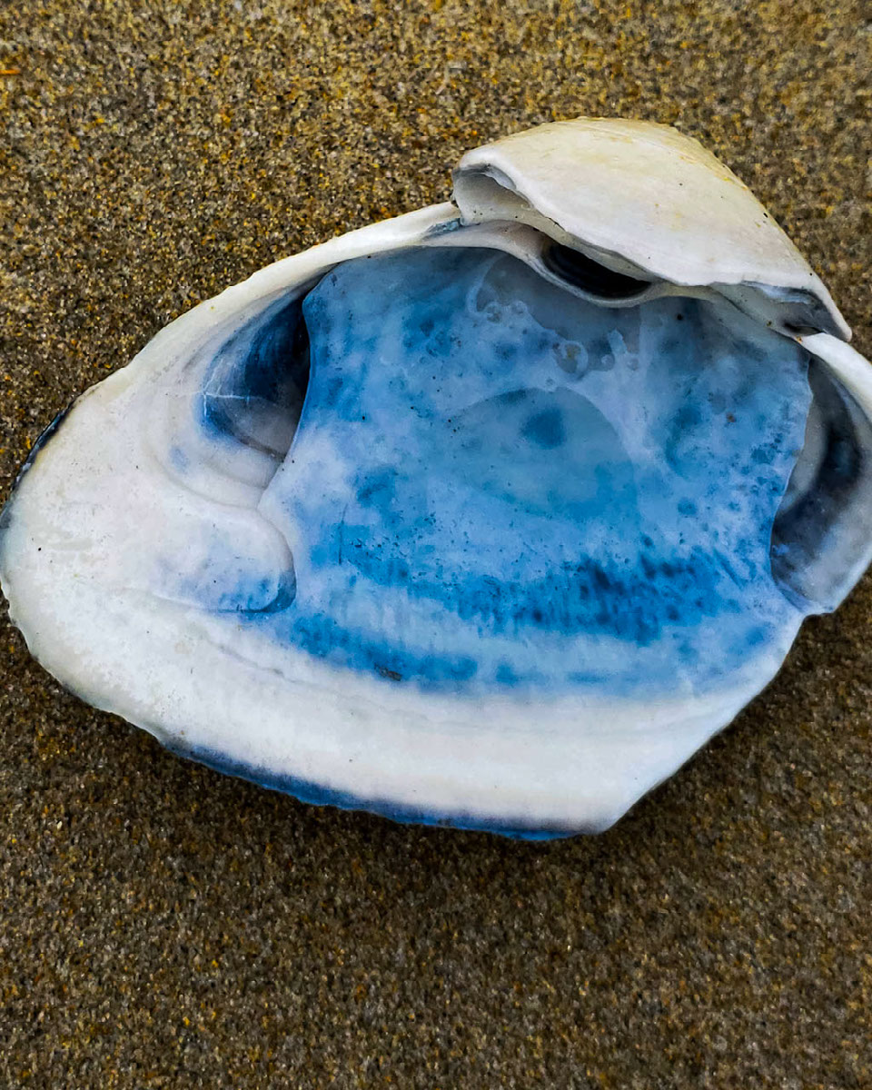 Shell life | Edit | Photoshop Lightroom