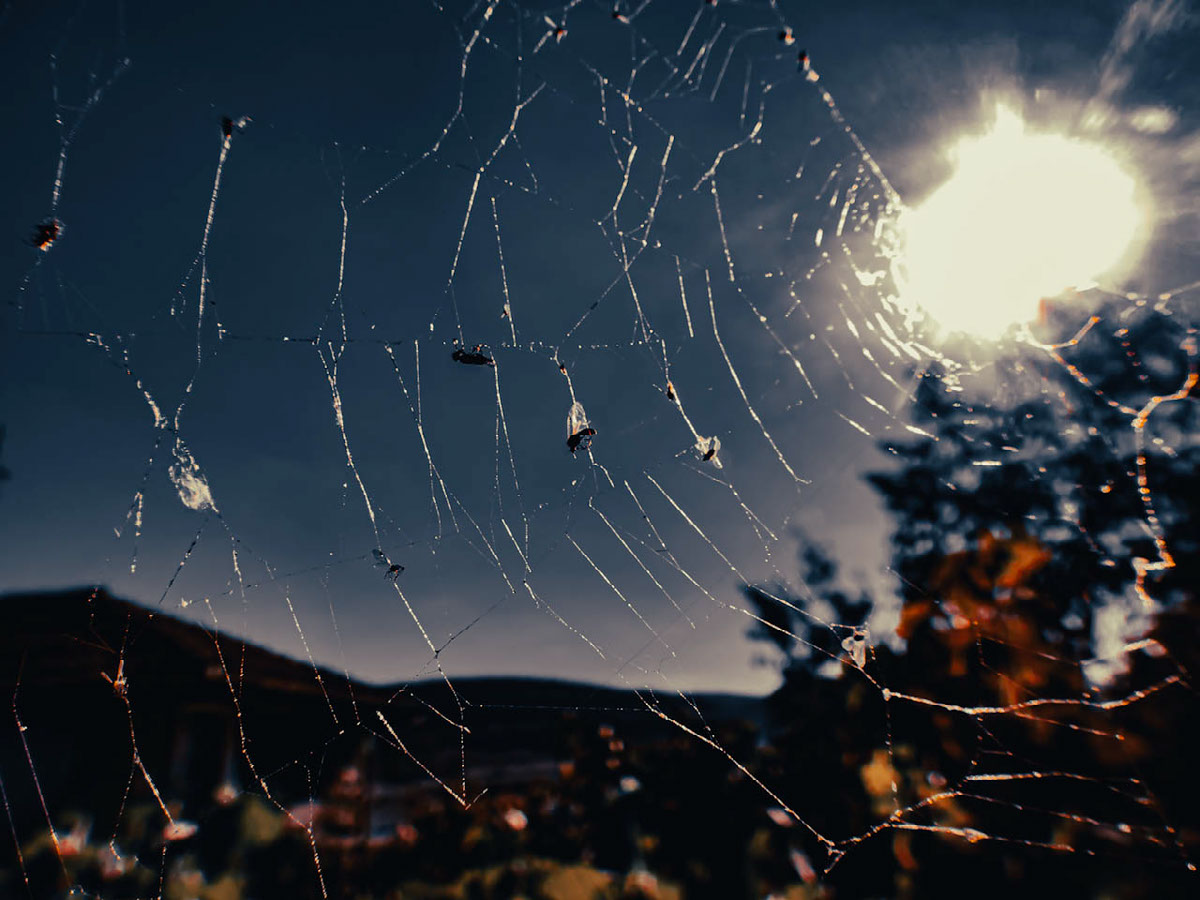 Spider trap | Edit | Photoshop Lightroom