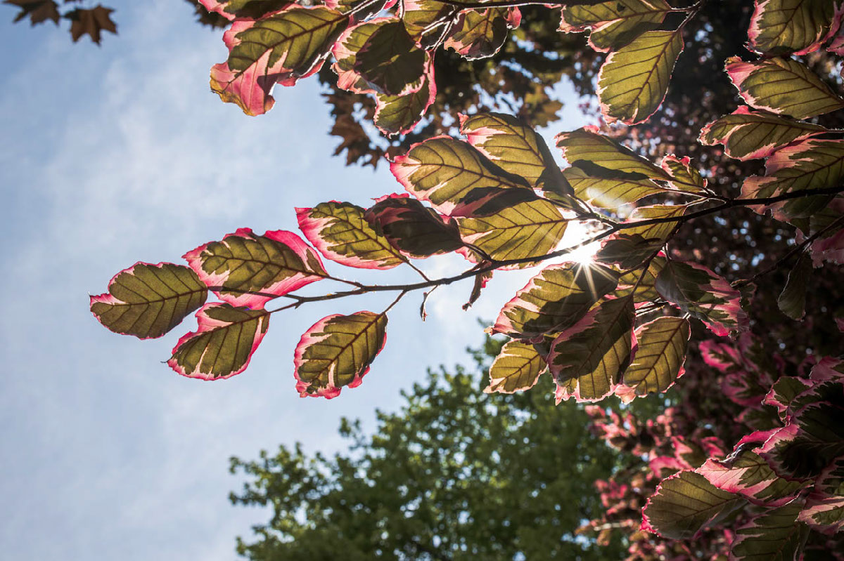 Tricolor Beech | Edit | Photoshop Lightroom