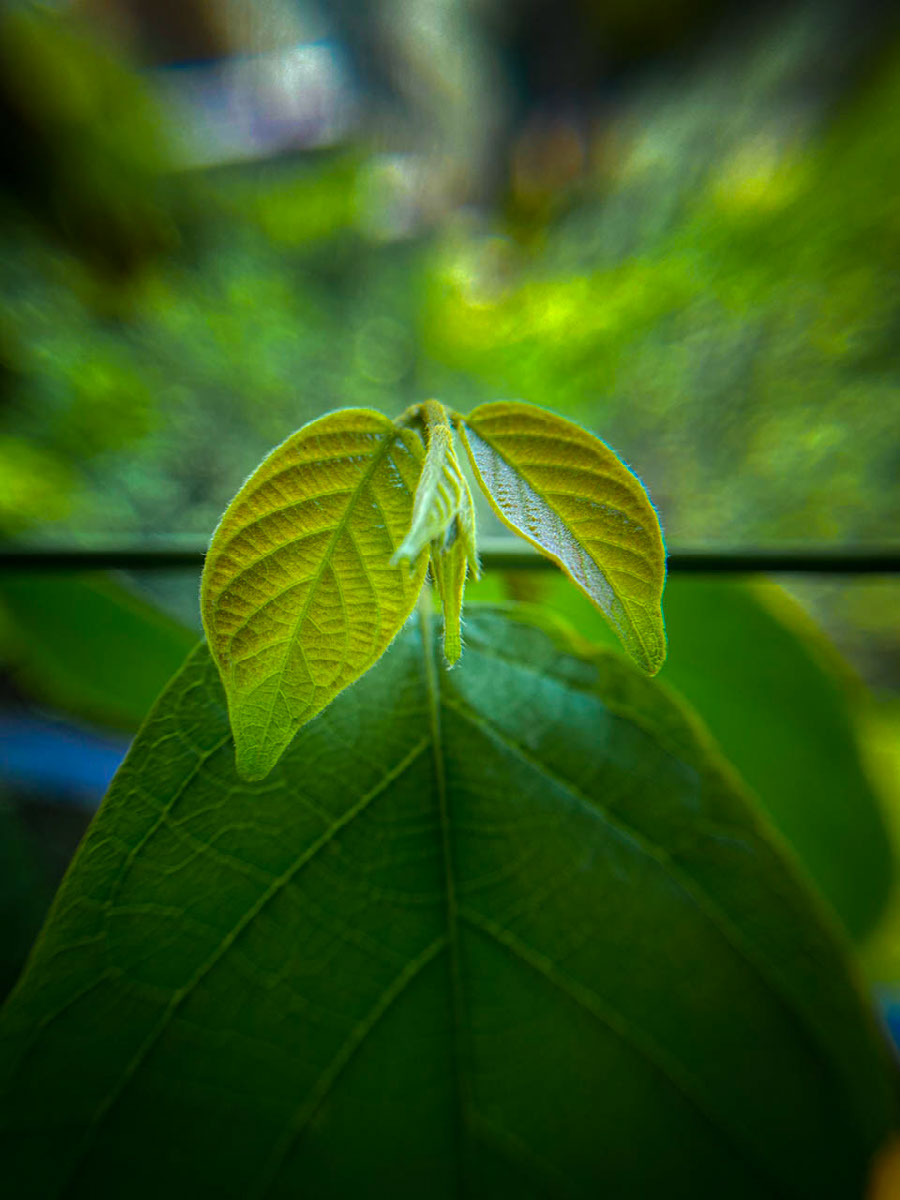 Leaf | Edit | Photoshop Lightroom