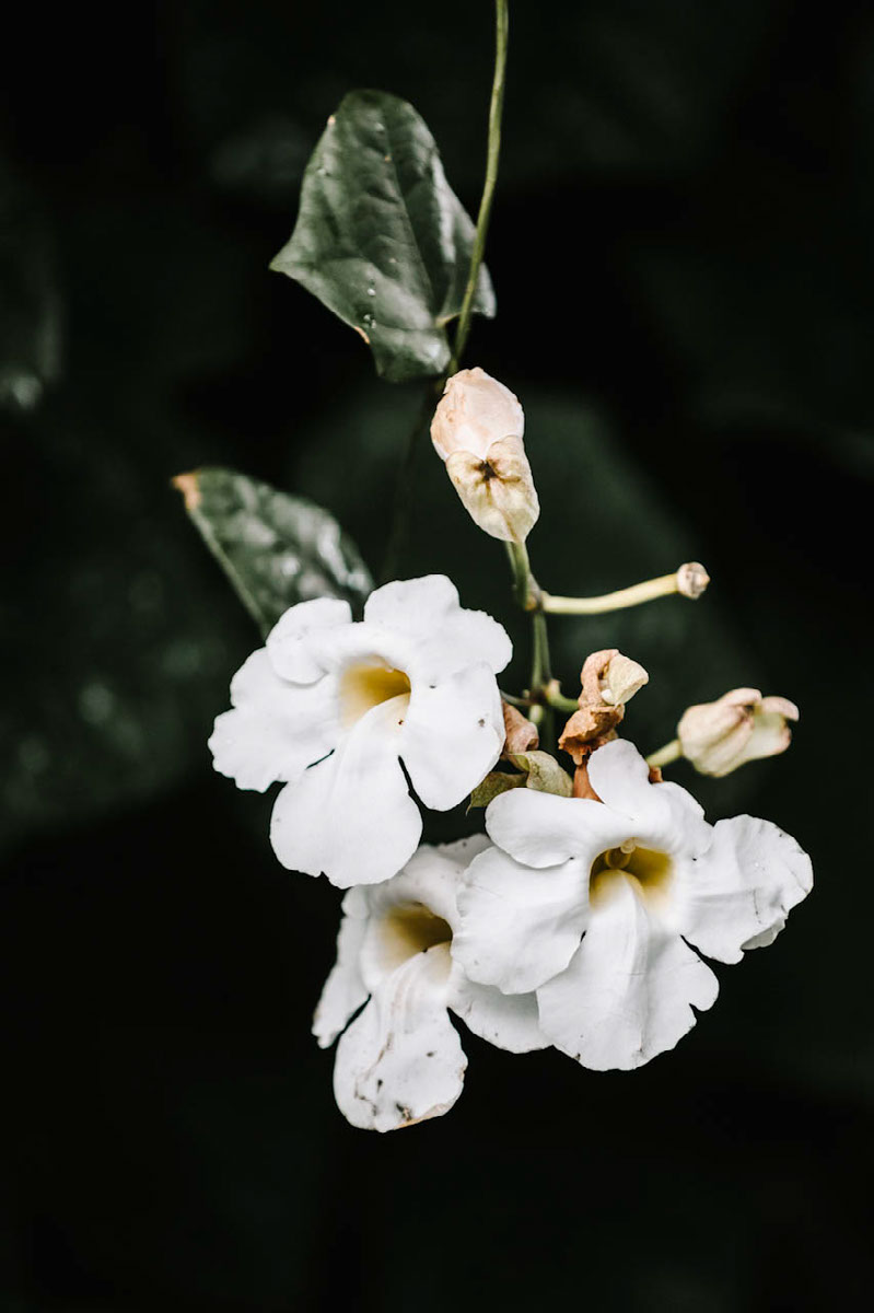 Portrait of Flowers | Edit | Photoshop Lightroom