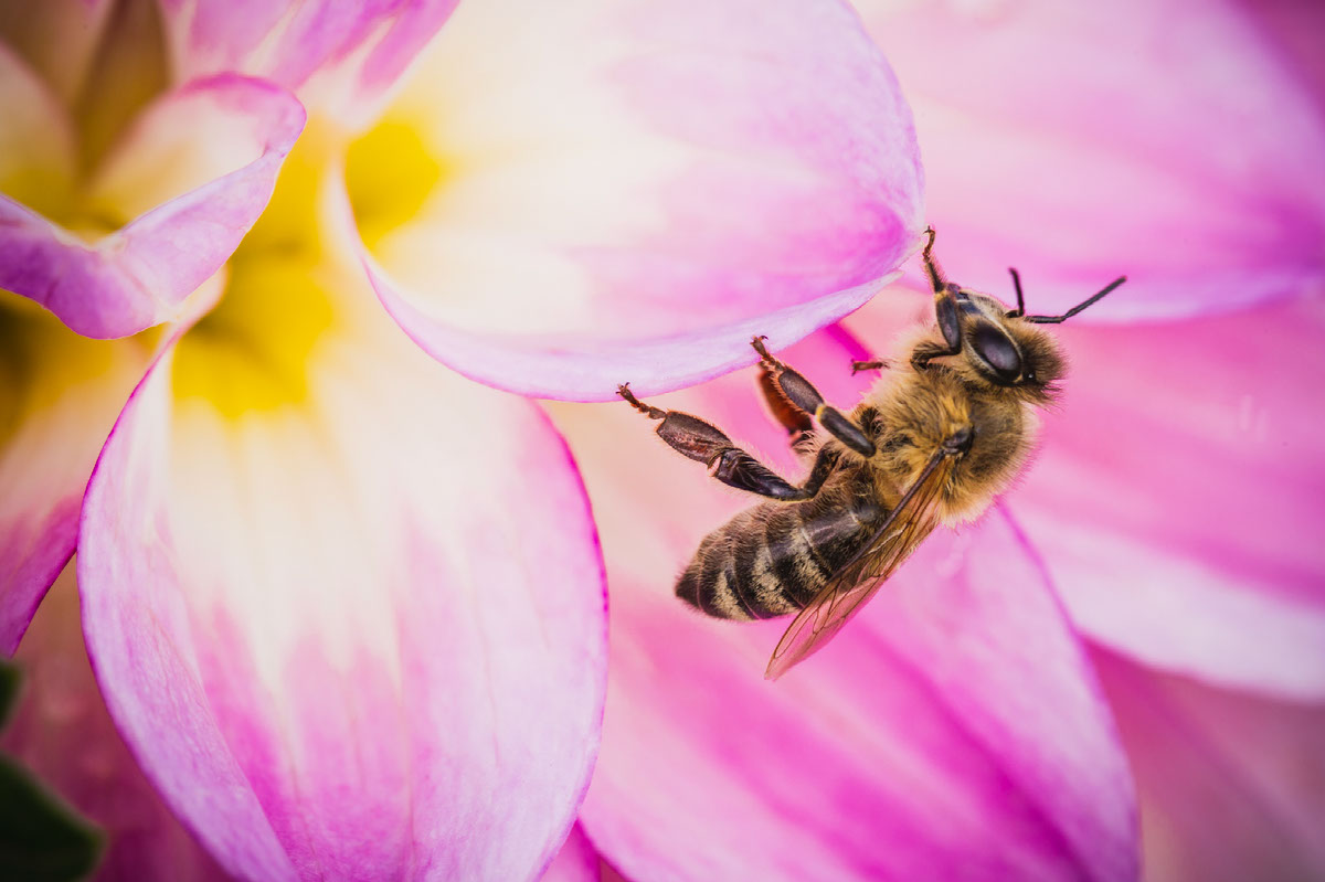 Bee on a Flower | Edit | Photoshop Lightroom