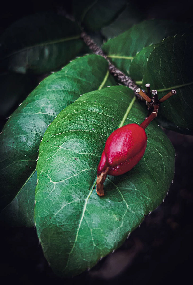 Hoa | Edit | Photoshop Lightroom