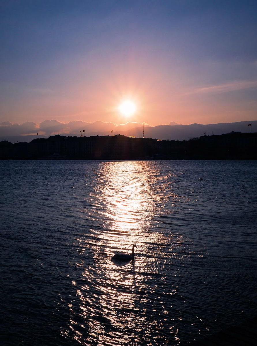 Swan and sunset | Edit | Photoshop Lightroom