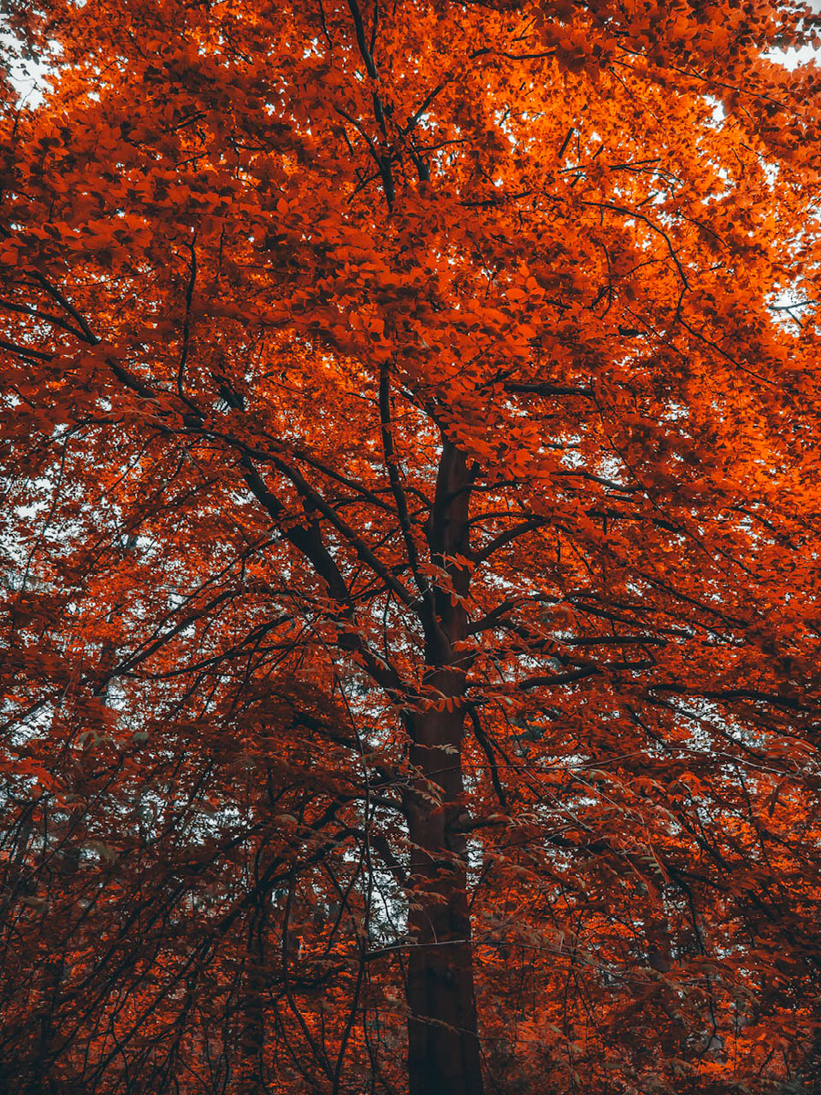 Van groen naar rood. | Edit | Photoshop Lightroom