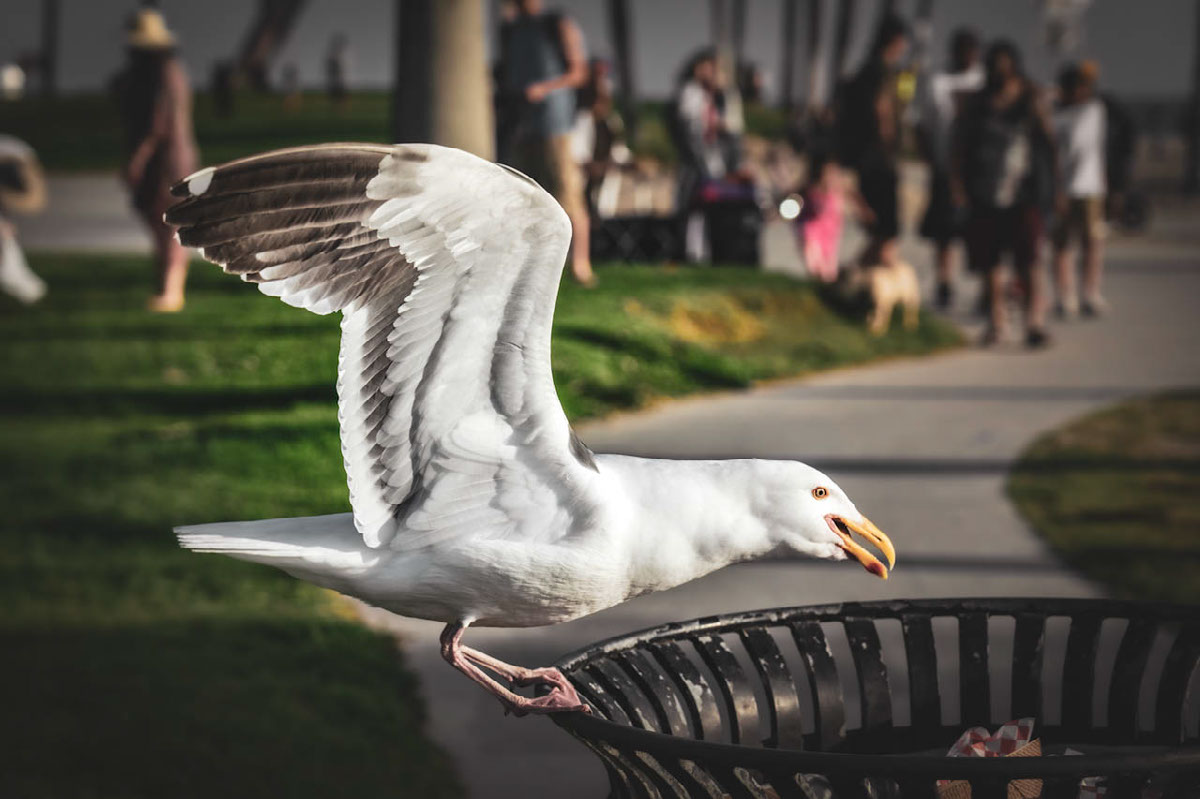 Drawing focus | Edit | Photoshop Lightroom