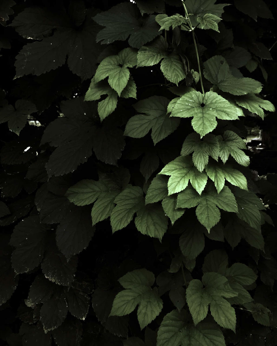 Leaves | Edit | Photoshop Lightroom