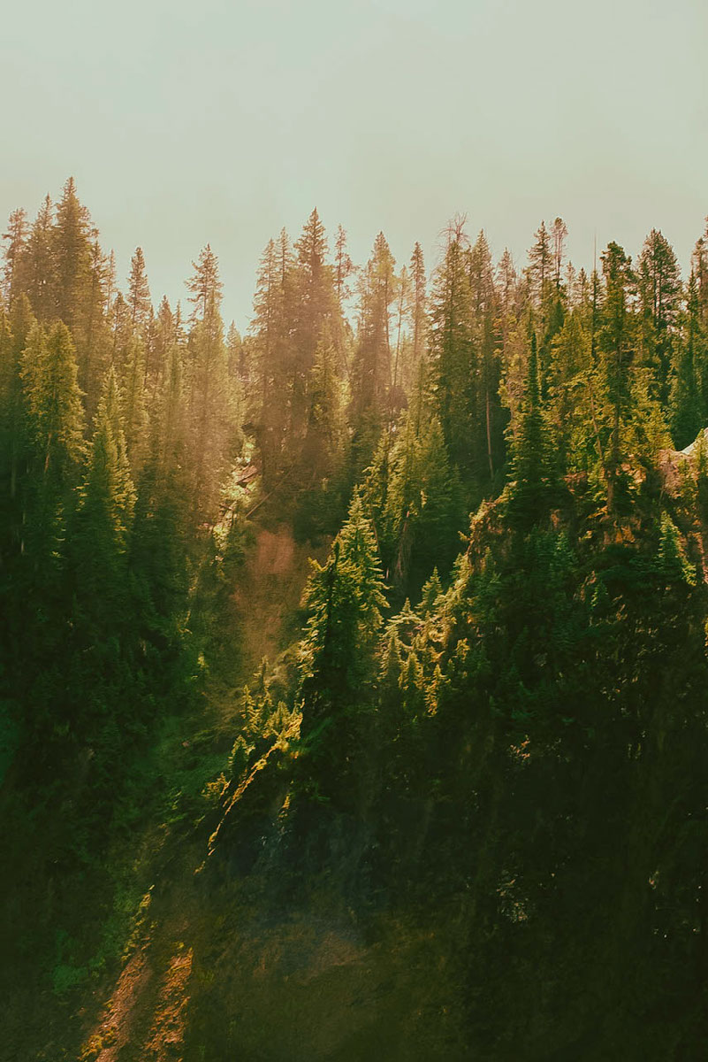 Tree-scape | Edit | Photoshop Lightroom