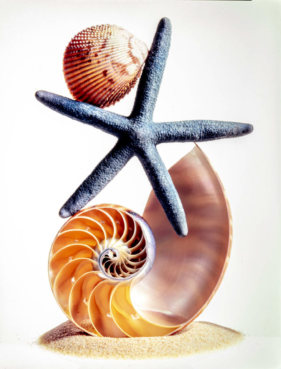 Seashells | Edit | Photoshop Lightroom