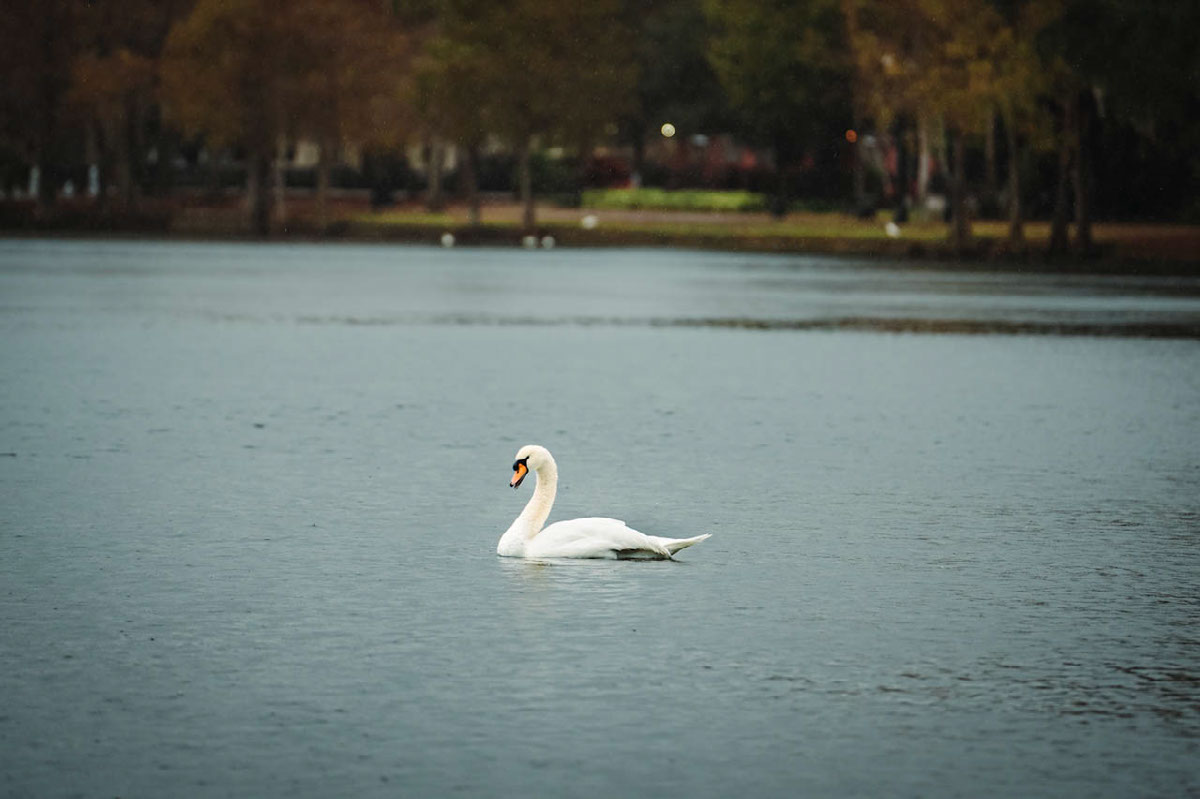 Swan Ronson | Edit | Photoshop Lightroom