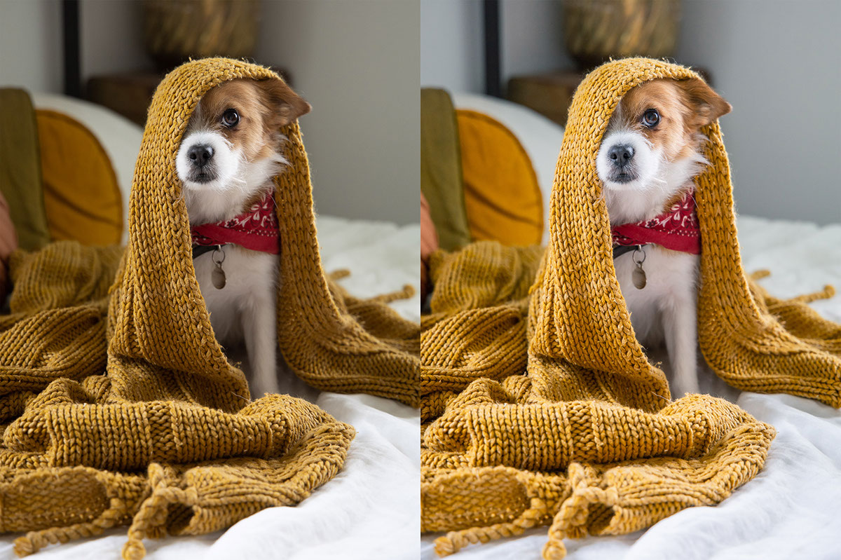 Create an Impactful Pup Portrait | Tutorial | Adobe Lightroom